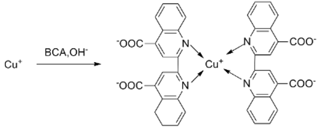 蛋白质浓度测定之BCA法 - 点成生物