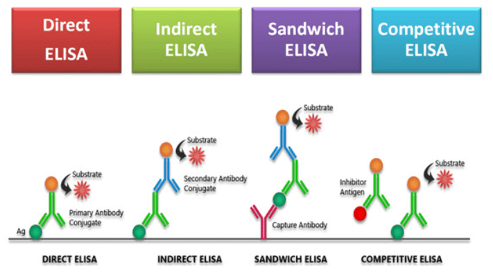 ELISA实验的类型及原理 - 点成生物