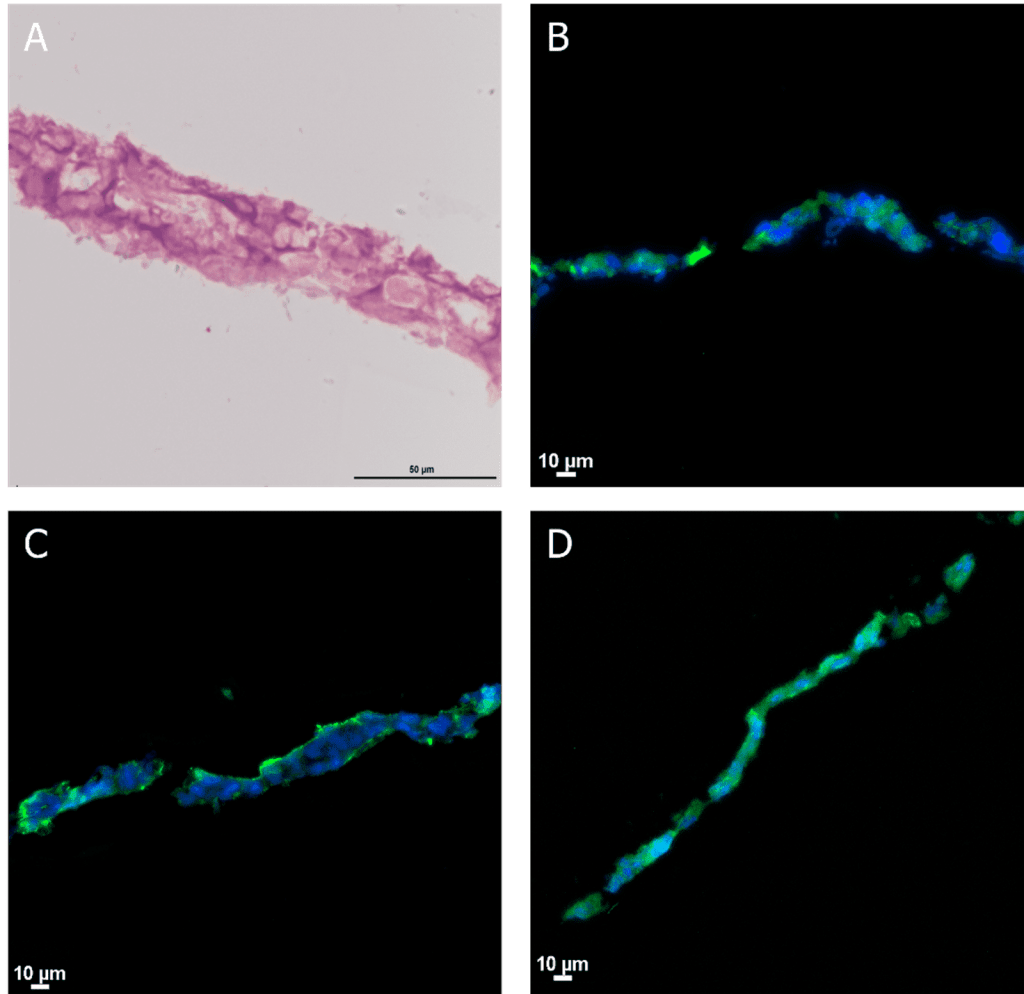 BE-Transflow芯片构建上皮模型用于渗透性研究 - 器官芯片解决方案 - 点成生物
